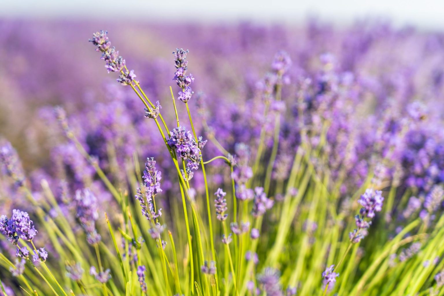 Lavanda kao živa ograda: Manje štetnika, više uroda - Zagorje International
